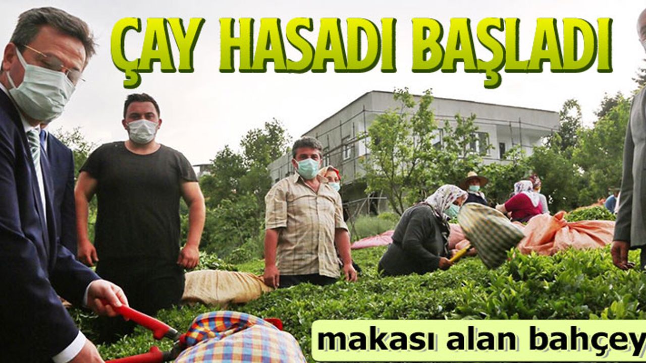 ÇAY HASADI BAŞLADI - Taka Gazete - Trabzon Haber - Karadeniz Haber