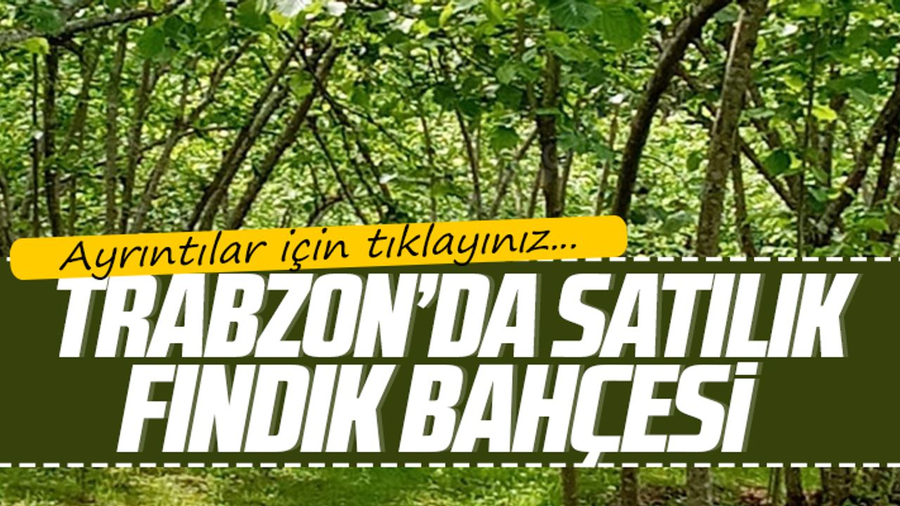 TRABZON ORTAHİSAR’DA SATILIK FINDIK BAHÇESİ - Taka Gazete - Trabzon ...