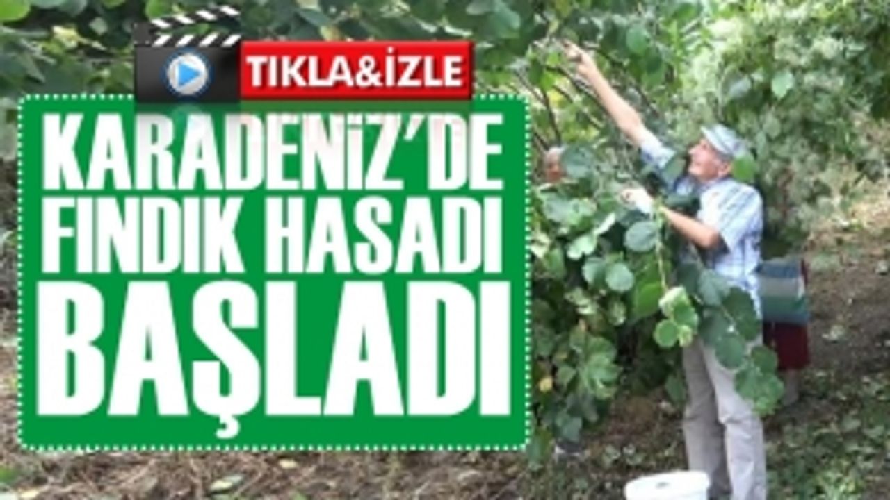 FINDIK HASADI BAŞLADI - Taka Gazete - Trabzon Haber - Karadeniz Haber