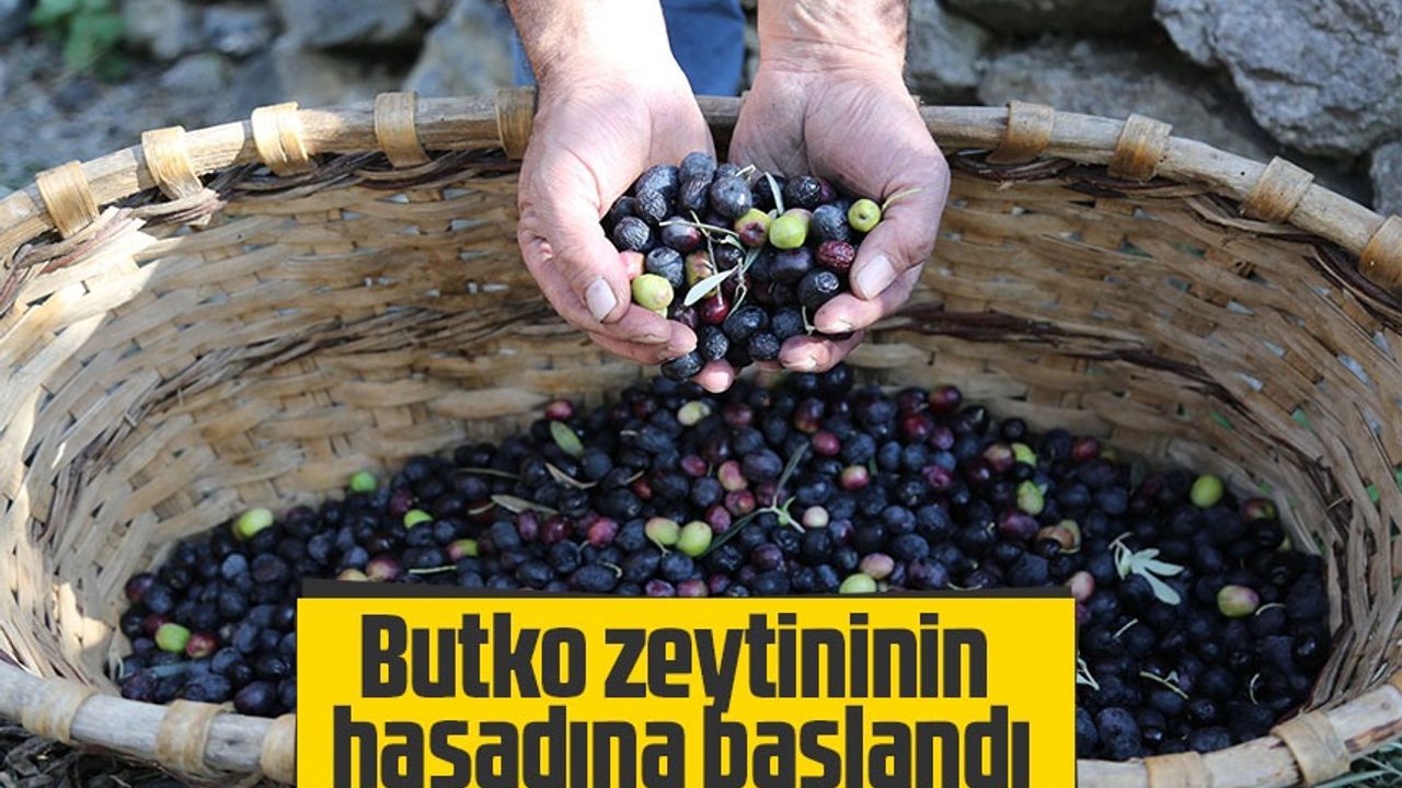 Butko zeytininin hasadına başlandı - Taka Gazete - Trabzon Haber ...