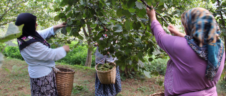 FINDIK BAHÇELERİ YENİLENMELİ - Taka Gazete - Trabzon Haber - Karadeniz ...