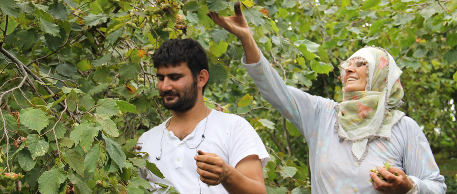 ORDU'DA FINDIK HASADI - Taka Gazete - Trabzon Haber - Karadeniz Haber