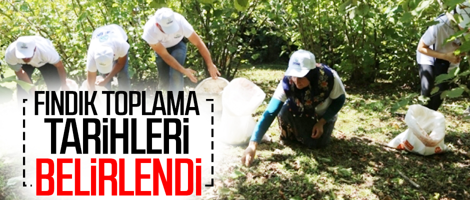 FINDIK TOPLAMA TARİHLERİ BELİRLENDİ - Taka Gazete - Trabzon Haber ...