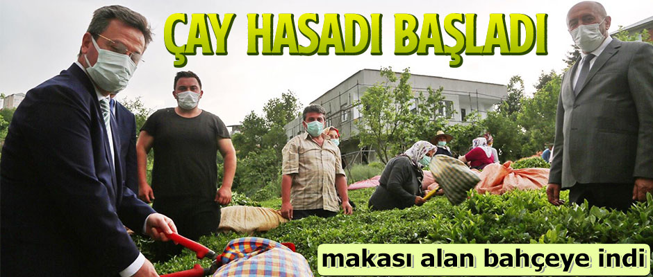 ÇAY HASADI BAŞLADI - Taka Gazete - Trabzon Haber - Karadeniz Haber