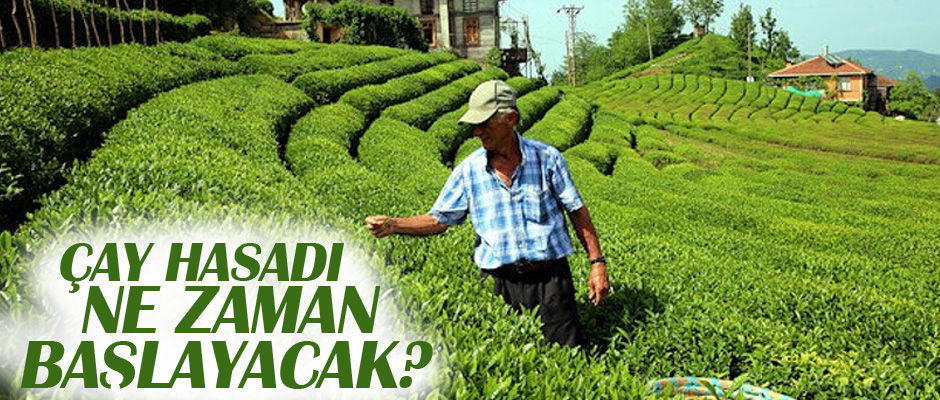 ÇAY HASADI NE ZAMAN BAŞLAYACAK? - Taka Gazete - Trabzon Haber ...