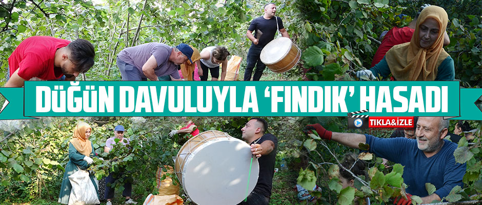 DÜĞÜN DAVULUYLA ‘FINDIK’ HASADI - Taka Gazete - Trabzon Haber ...