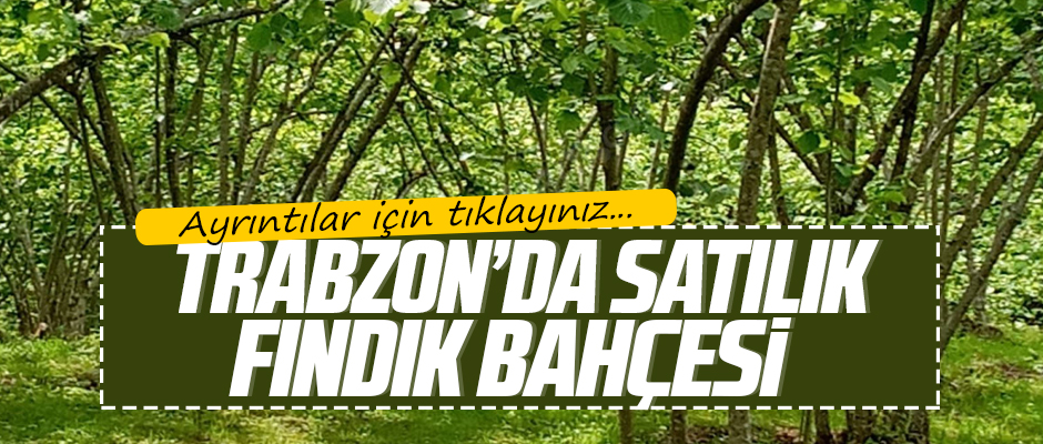 ARAKLI’DA FINDIK BAHÇESİ - Taka Gazete - Trabzon Haber - Karadeniz Haber