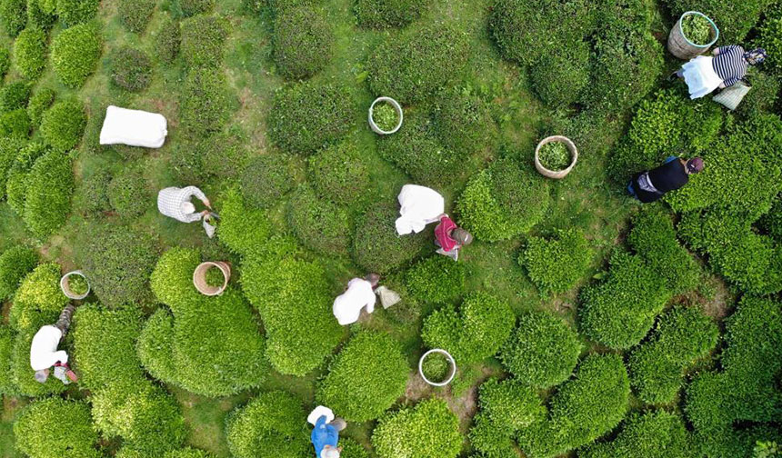 Ordu’da ilk çay hasadı başladı - Taka Gazete - Trabzon Haber ...