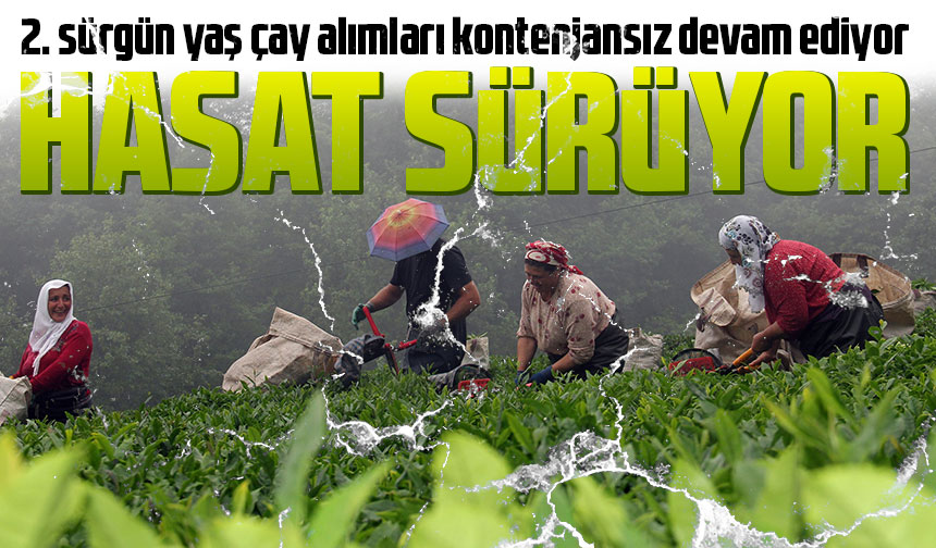 Yaş çay hasadı sürüyor - Taka Gazete - Trabzon Haber - Karadeniz Haber