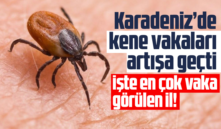 Karadeniz'de kene vakaları artışa geçti! - Taka Gazete - Trabzon Haber ...