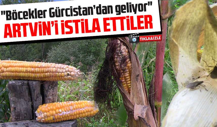 Artvin'de kahverengi kokarca böceği istilası - Taka Gazete - Trabzon ...