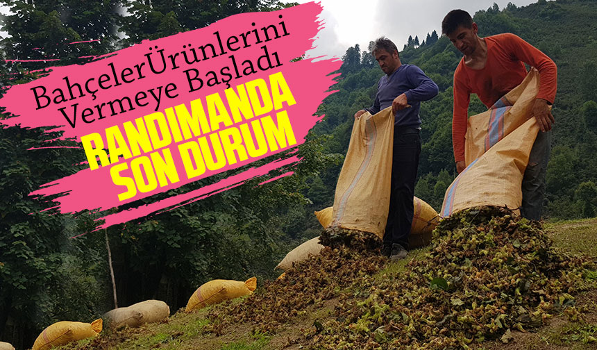 Trabzon'da Fındık Randımanında Son Durum: Örnek Fındık Bahçeleri ...