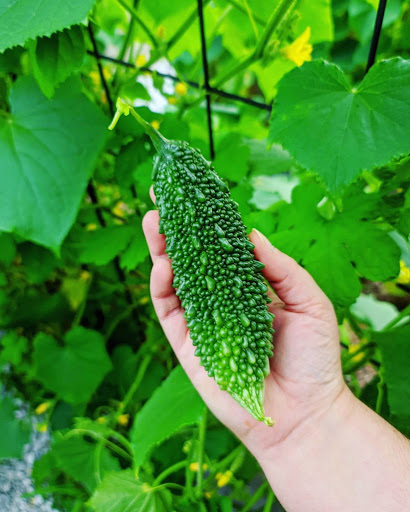 Bitter Melon (Goya): Tropiklerin Şifalı Meyvesi - Taka Gazete - Trabzon Haber - Karadeniz Haber