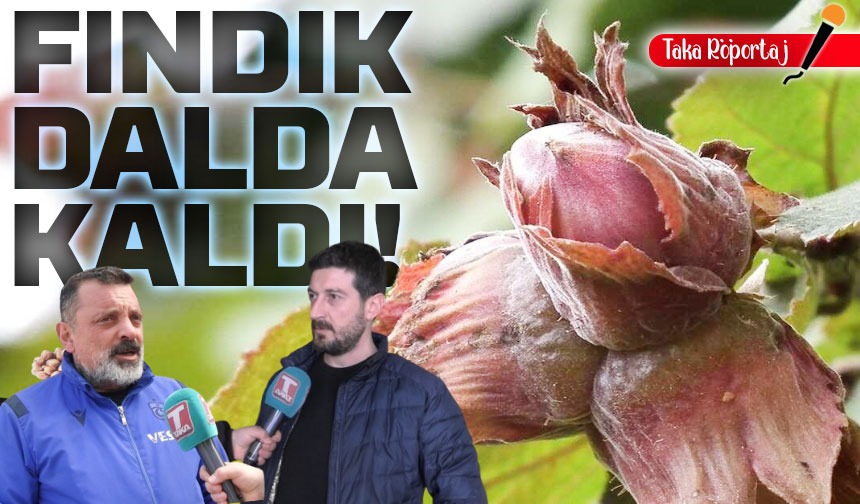 Trabzonlu Üreticiler Açıkladı: Fındıkta Üretim Neden Son Bulma ...